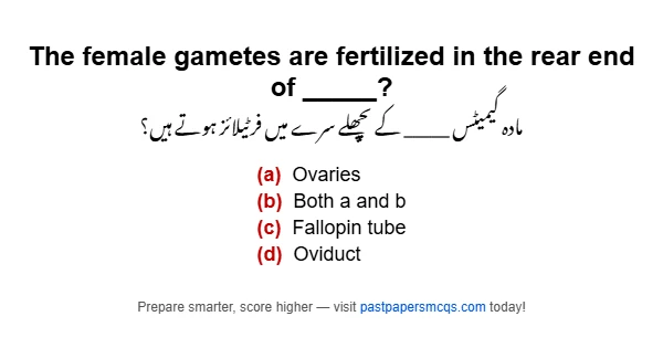 Female Reproductive System Anatomy | Past Papers MCQs