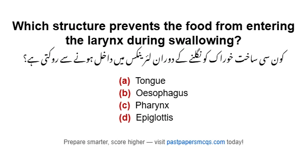 Human Respiratory System Anatomy | Past Papers MCQs