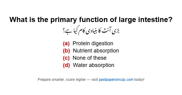 What is the primary function of large intestine? | Past Papers MCQs